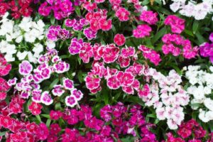 18 Short Perennial Flowers Ideal For Small Gardens - Complete Gardening