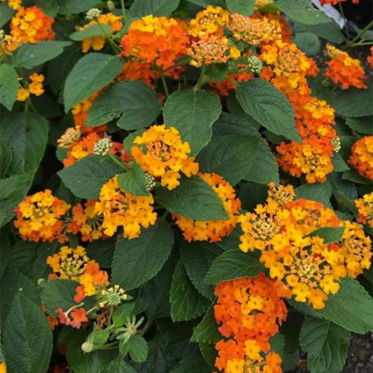 15 Lantana Varieties That Keep Bursting With Color All Summer Long ...