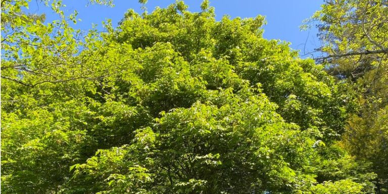 13 Best Fire-Resistant Trees for a Defensible Landscape - Complete ...
