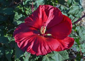 Bold Blooms: Oversized Flowers That Wow Instantly - Complete Gardening