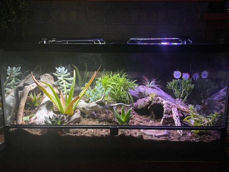 Make a Lizard Lounge: Desert Creatures Need Love Too - Complete Gardening