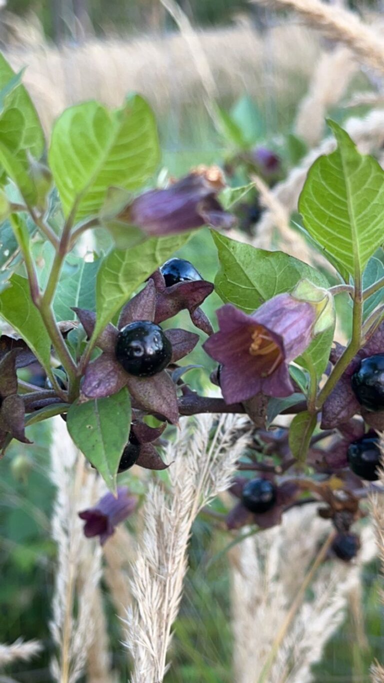Witchy Plants and How to Use Them - Complete Gardening
