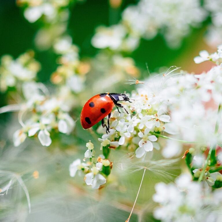 20 Garden Flowers That Will Fill Your Yard With Ladybugs and 7 That Won ...
