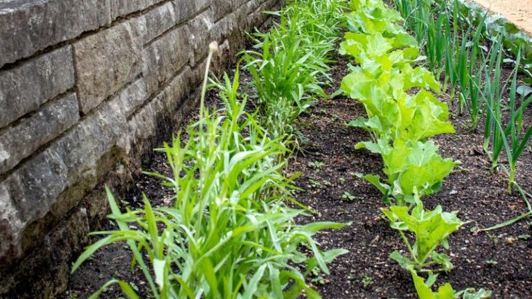 Get a Green Thumb for Free: The Best No-Cost Gardening Programs Every ...