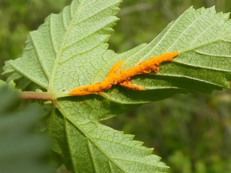 18 Common Butterfly Bush Problems And Diseases You Shouldn’t Ignore ...
