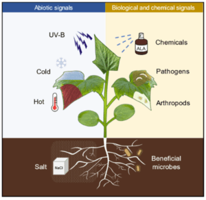 The Science of Plant Stress: How to Spot and Fix It - Complete Gardening