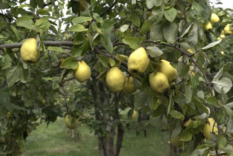 17 American Fruits That Have Faded Over Time - Complete Gardening