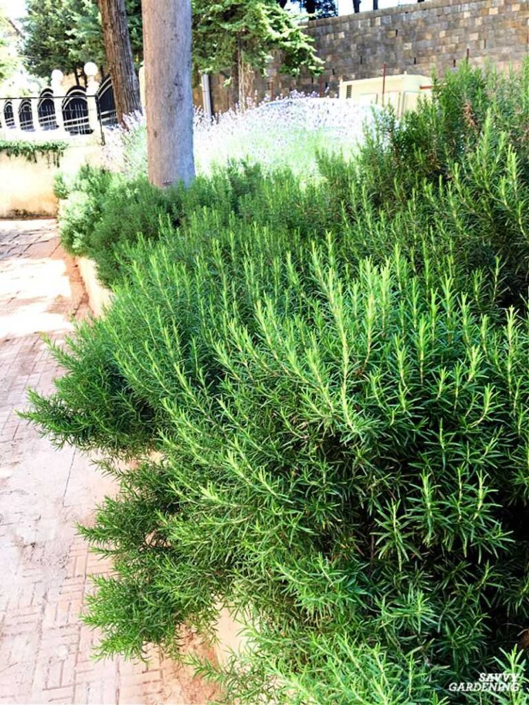 Grow These 7 Herbs for Flavor—Avoid These 3 That Taste Like Soap ...