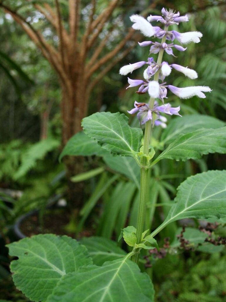 What You Didn’t Know About Mint (And Why It’s Dangerous) - Complete ...