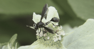 What You Didn’t Know About Mint (And Why It’s Dangerous) - Complete ...