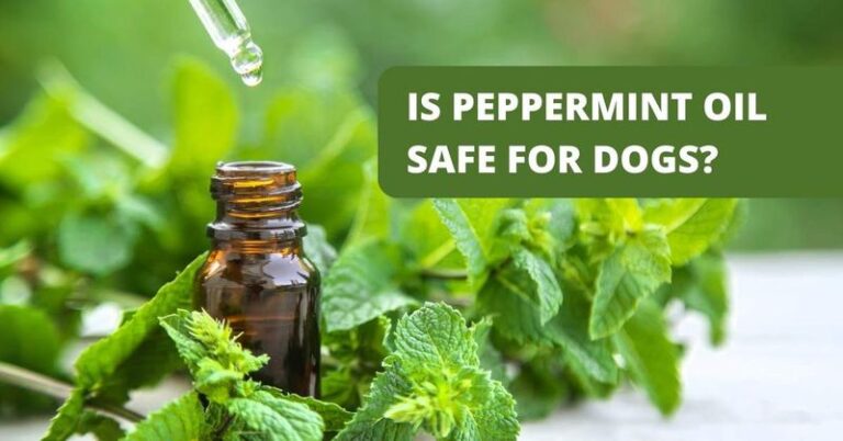 What You Didn’t Know About Mint (And Why It’s Dangerous) - Complete ...
