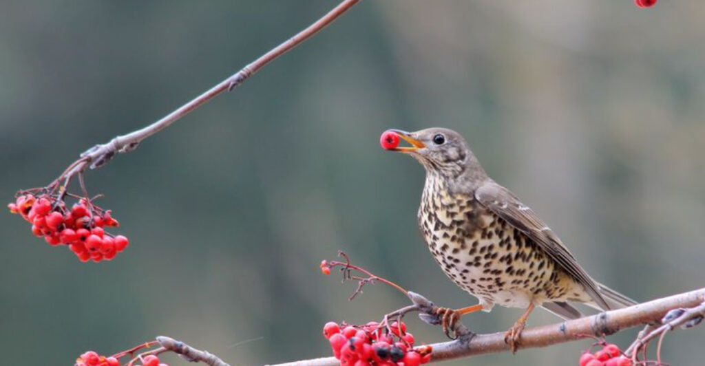 Mistletoe: A Symbol of Love with a Dark Side - Complete Gardening