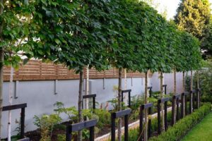 12 Living Fences and Natural Borders: Beautiful Alternatives to Wood ...