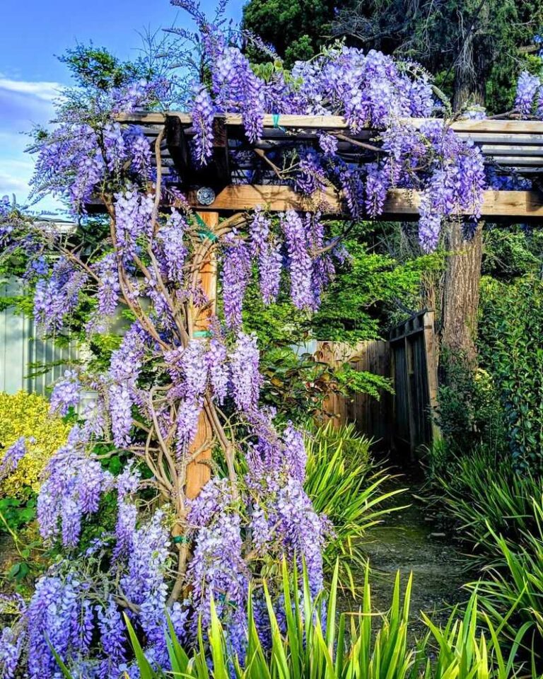 How to Train Vines to Climb Walls or Fences - Complete Gardening