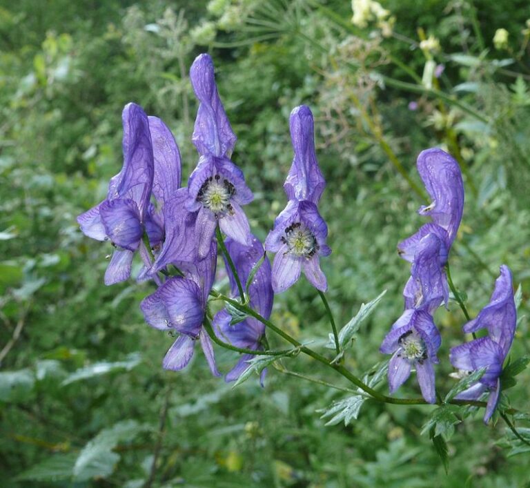 Witchy Plants and How to Use Them - Complete Gardening