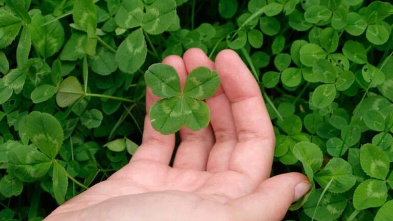 12 Perks of Growing Clover Instead of Grass in Your Yard - Complete ...