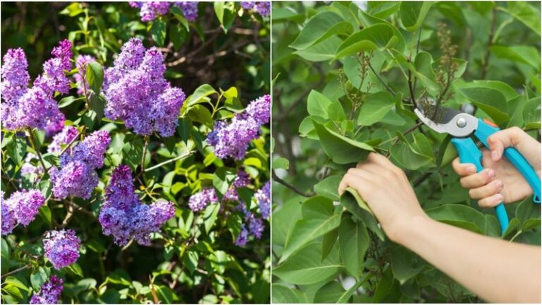 Now Is the Best Time to Prune Lilacs for Stunning Summer Blooms—Here’s ...