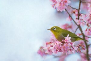 16 Trees That Bring Birds Flocking to Your Yard - Complete Gardening