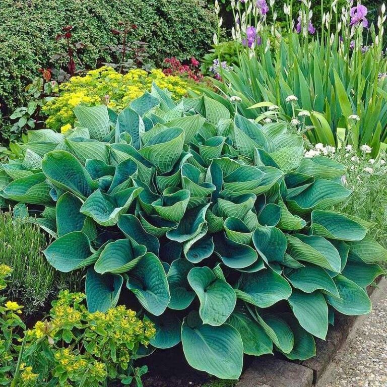 20 Garden Flowers That Will Fill Your Yard With Ladybugs and 7 That Won ...