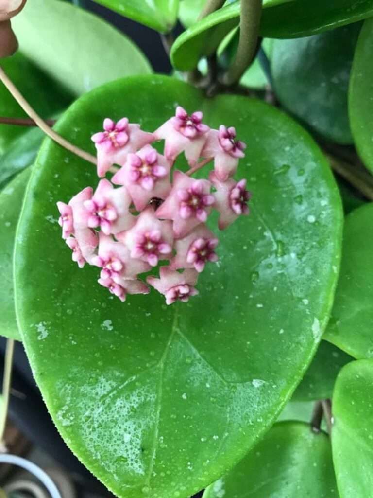 25 Beautiful That Smell So Bad You’ll Regret Buying Them - Complete ...