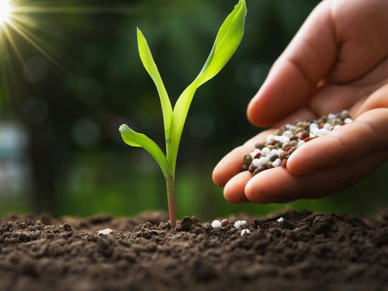 Why Your Seedlings Are Falling Over (And How to Fix It) - Complete ...