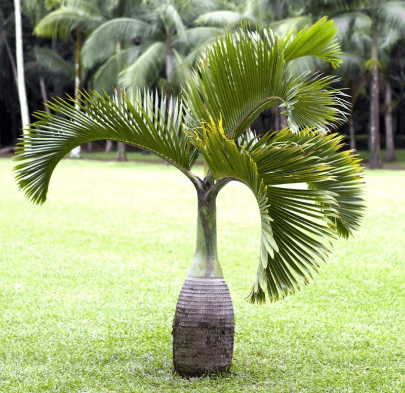 Palm Trees Aren’t What You Think—12 Wild Facts That Will Blow Your Mind ...
