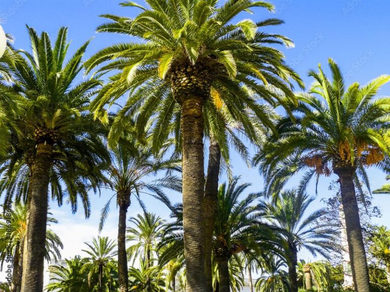 Palm Trees Aren’t What You Think—12 Wild Facts That Will Blow Your Mind ...