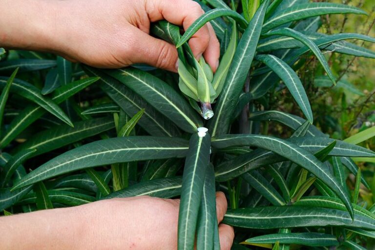 Plants That "Bleed" When Cut—And What It Means - Complete Gardening