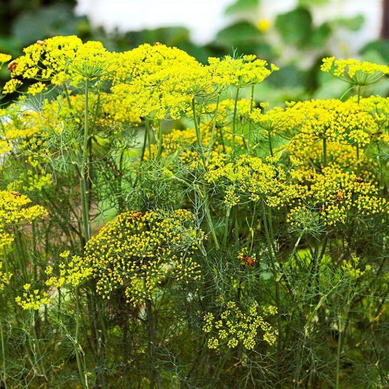 Grow These 7 Herbs for Flavor—Avoid These 3 That Taste Like Soap ...