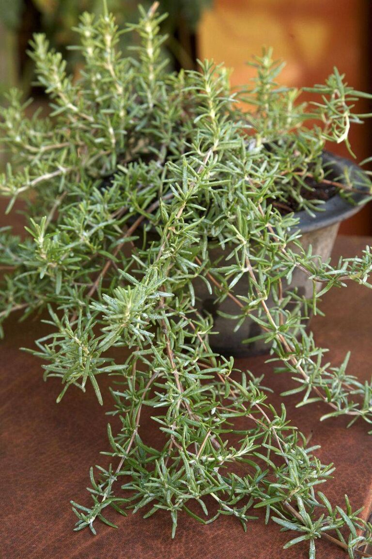 26 Vegetables To Start Indoors For A Bigger, Longer-Lasting Harvest ...