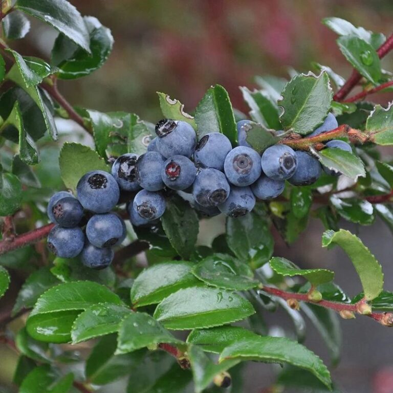 These 10 Berry Vines Will Make Your Garden So Beautiful—and So ...