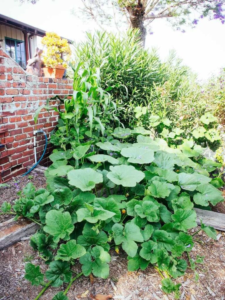 15 Companion Plants for Zucchini—and 5 to Keep Separate—for the ...