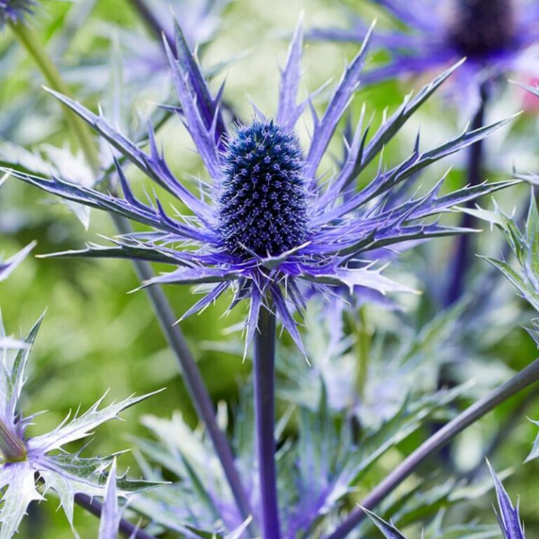 34 Bold Blue Perennials That Will Never Leave Your Yard Once Planted ...