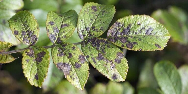 The Science of Plant Stress: How to Spot and Fix It - Complete Gardening
