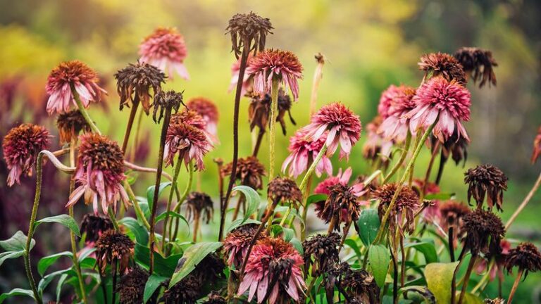 15 Reasons Your Flowers Won’t Bloom (and Quick Solutions to Try ...