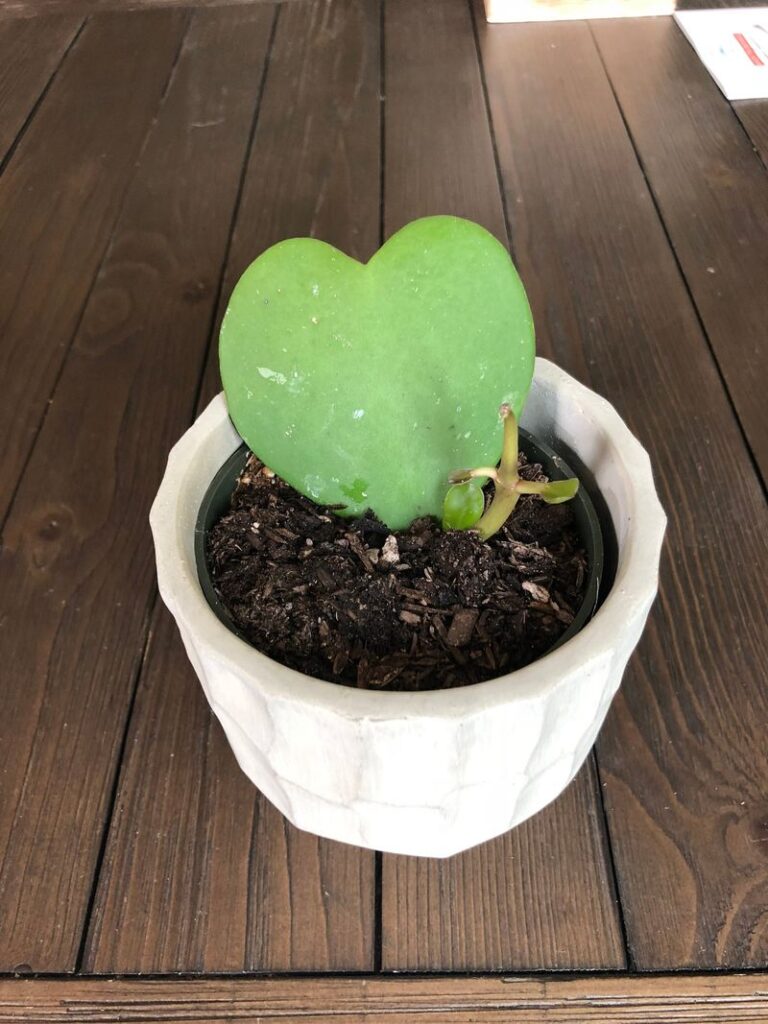 10 Cute & Romantic Indoor Plants - Complete Gardening