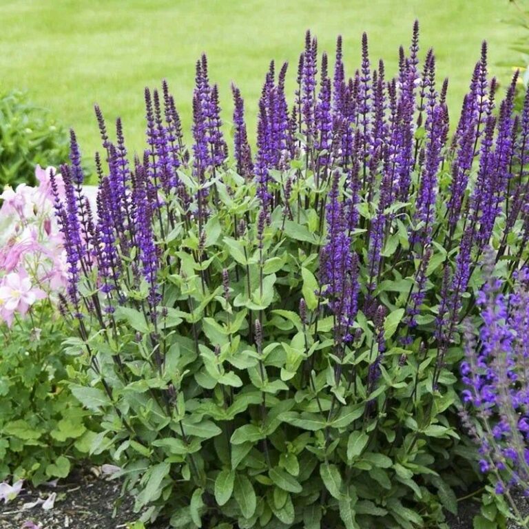 34 Bold Blue Perennials That Will Never Leave Your Yard Once Planted ...