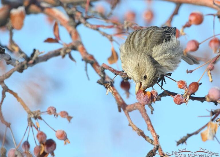 16 Trees That Bring Birds Flocking to Your Yard - Complete Gardening