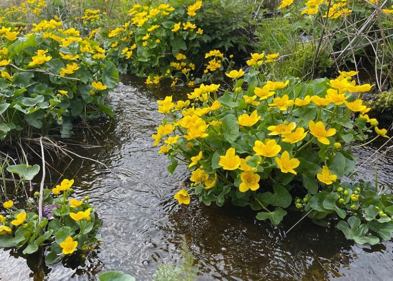 Think Your Garden’s Too Wet? These 10 Bog Plants Will Prove You’re in ...