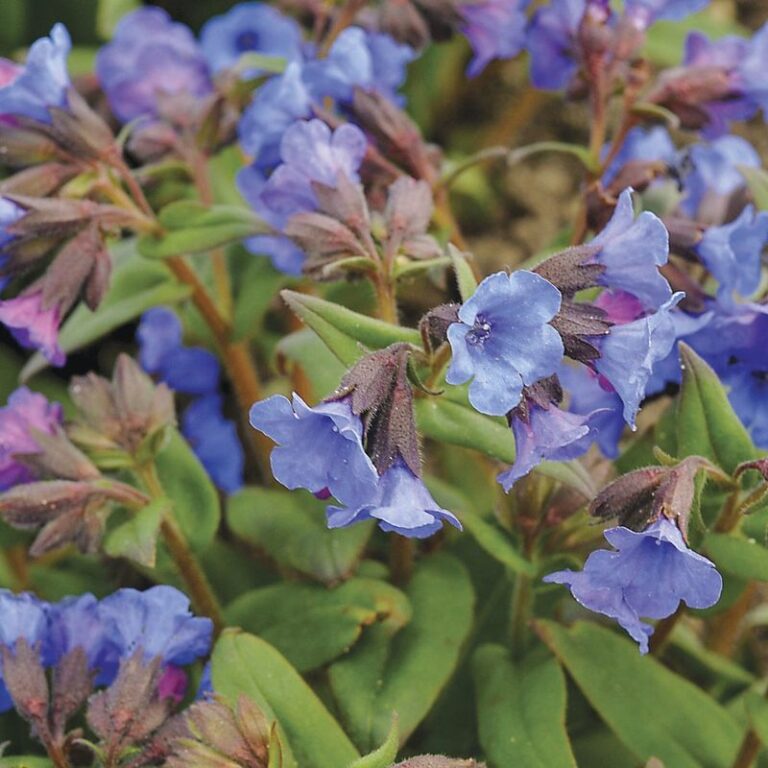 34 Bold Blue Perennials That Will Never Leave Your Yard Once Planted ...