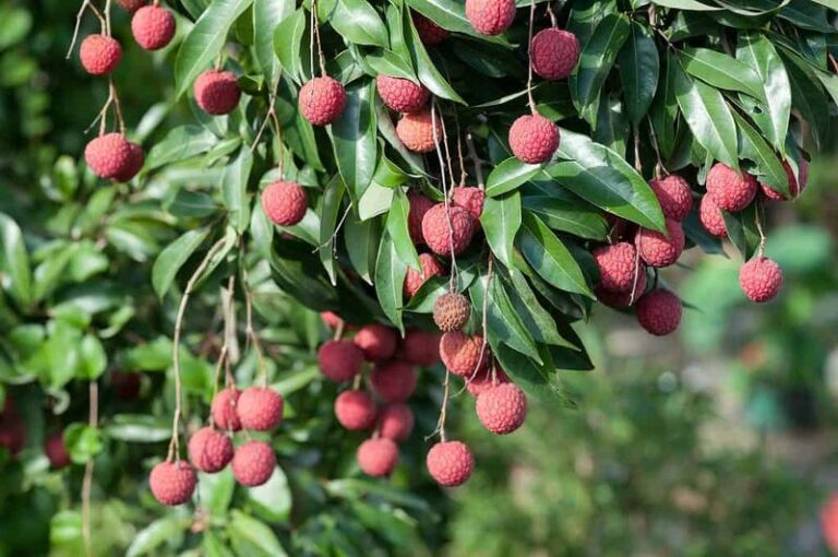 Can You Really Grow Lychee at Home? Here’s the Truth! - Complete Gardening