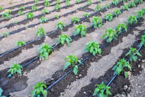 20 Tips for Watering Your Garden More Effectively - Complete Gardening