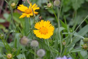 Want a Wildly Beautiful Garden That Practically Grows Itself? Try These ...