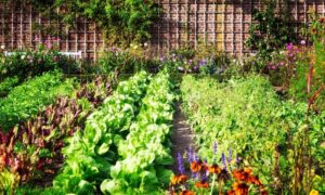 WWII Victory gardens from the 1940s: How people planted them, and how ...