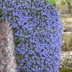18 Short Perennial Flowers Ideal For Small Gardens - Complete Gardening