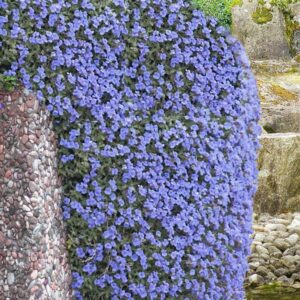 18 Short Perennial Flowers Ideal For Small Gardens - Complete Gardening