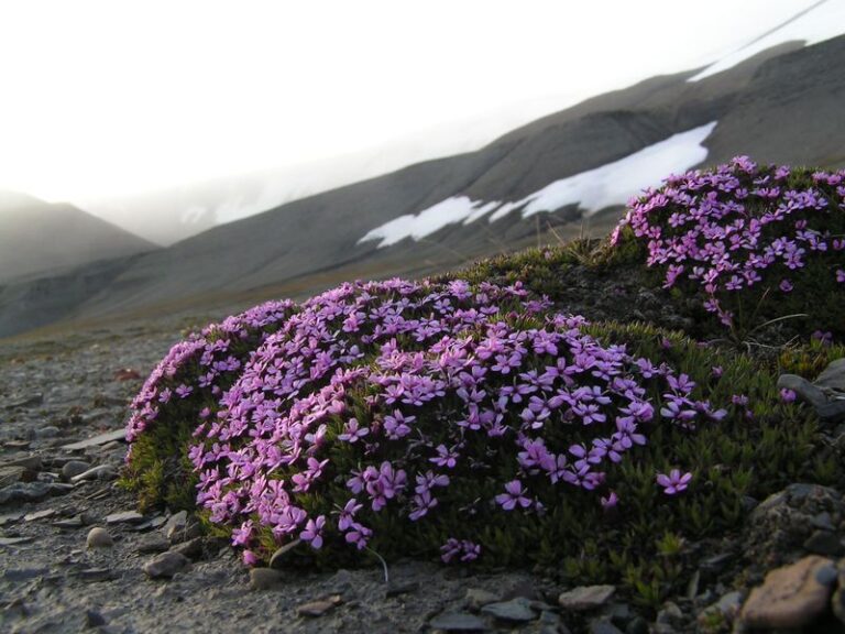 20 Alpine Flowers That Create A Mountain Garden Vibe - Complete Gardening