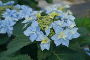 How to Grow Lacecap Hydrangeas With Perfect Blooms Every Time ...
