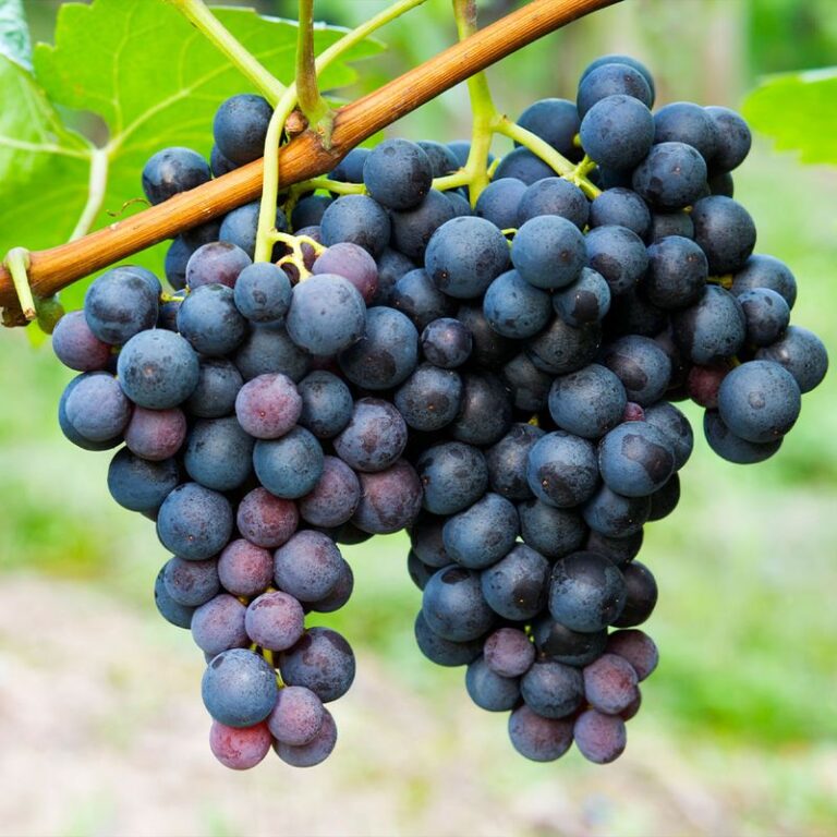 28 Types of Purple Fruits - Complete Gardening