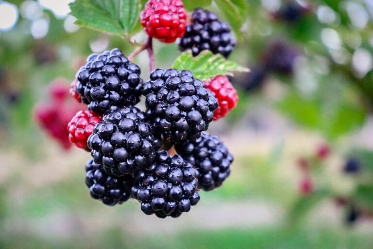 28 Types of Purple Fruits - Complete Gardening